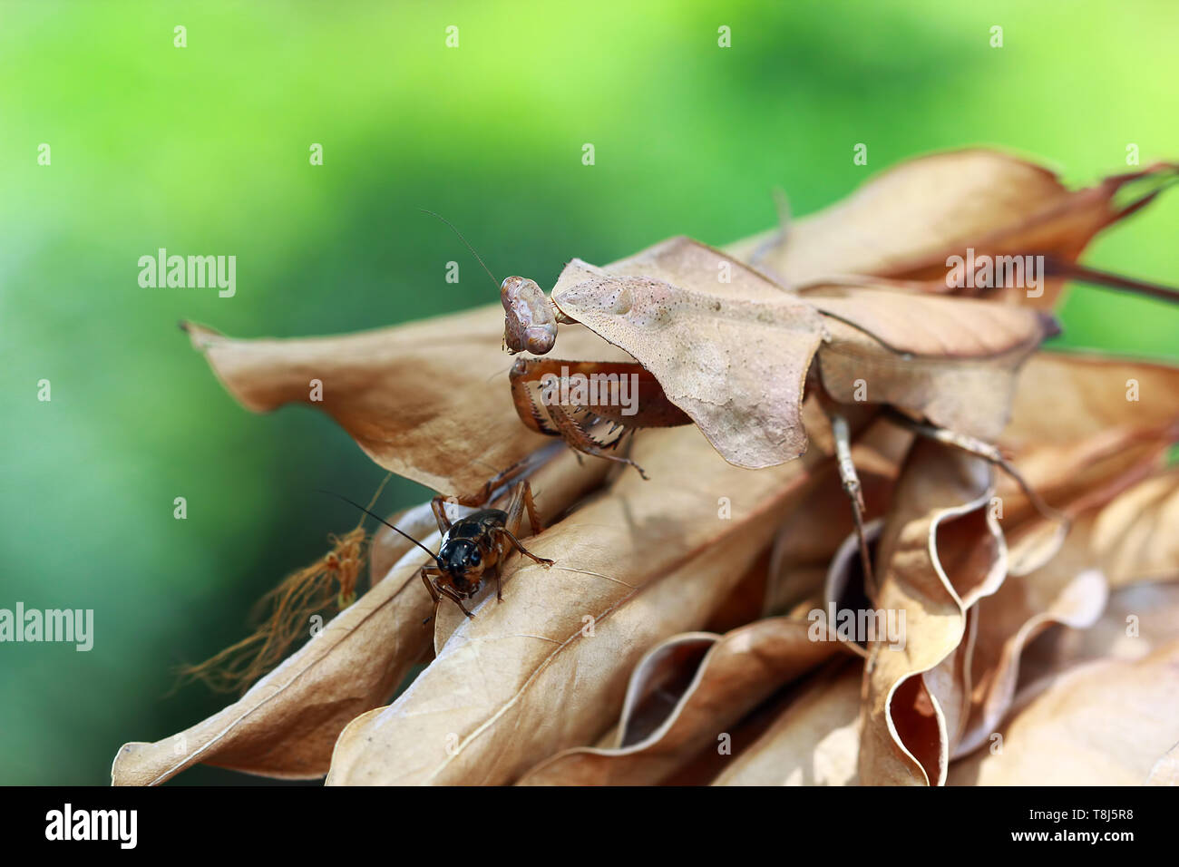 Mantis camouflage hi-res stock photography and images - Alamy