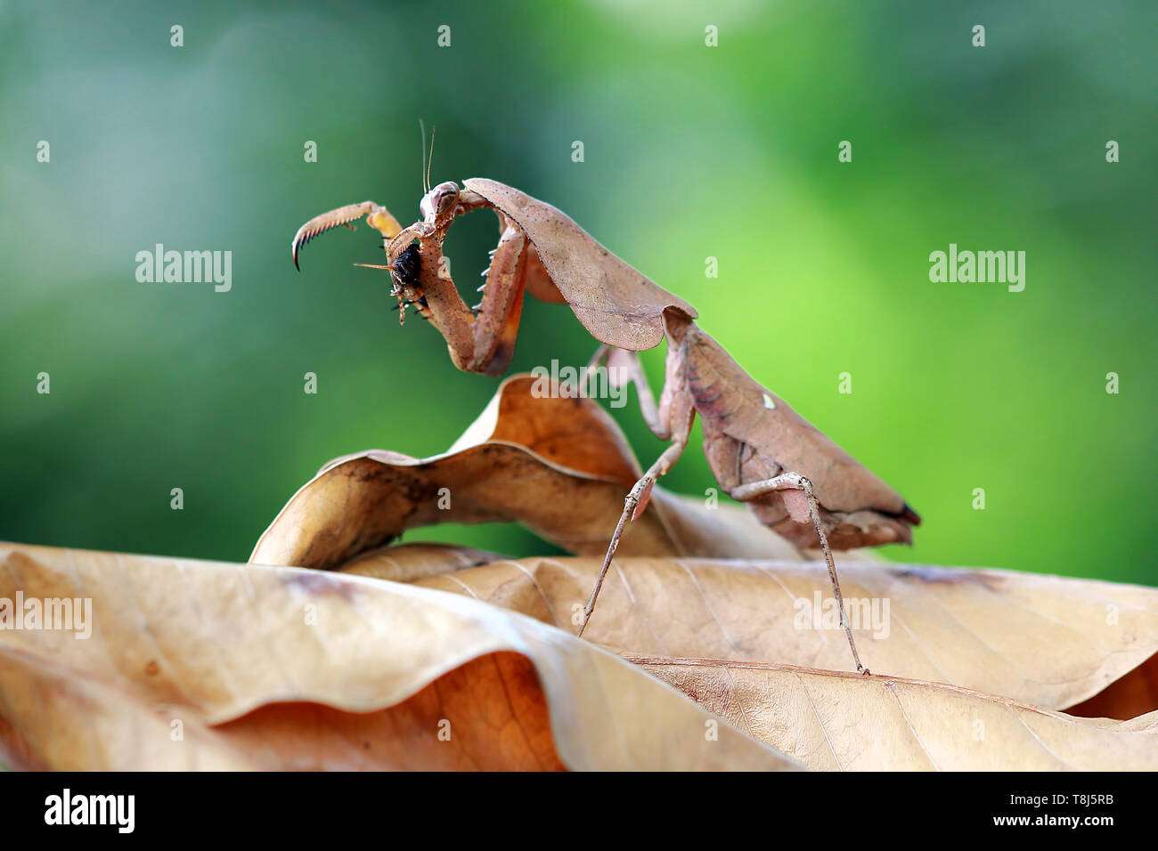 Camouflage animals background hi-res stock photography and images - Alamy