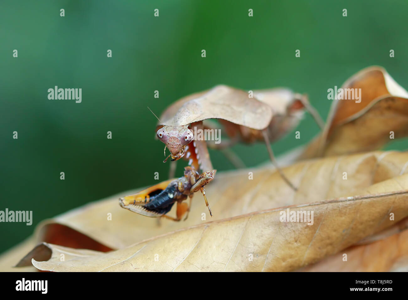 Mantis camouflage hi-res stock photography and images - Alamy