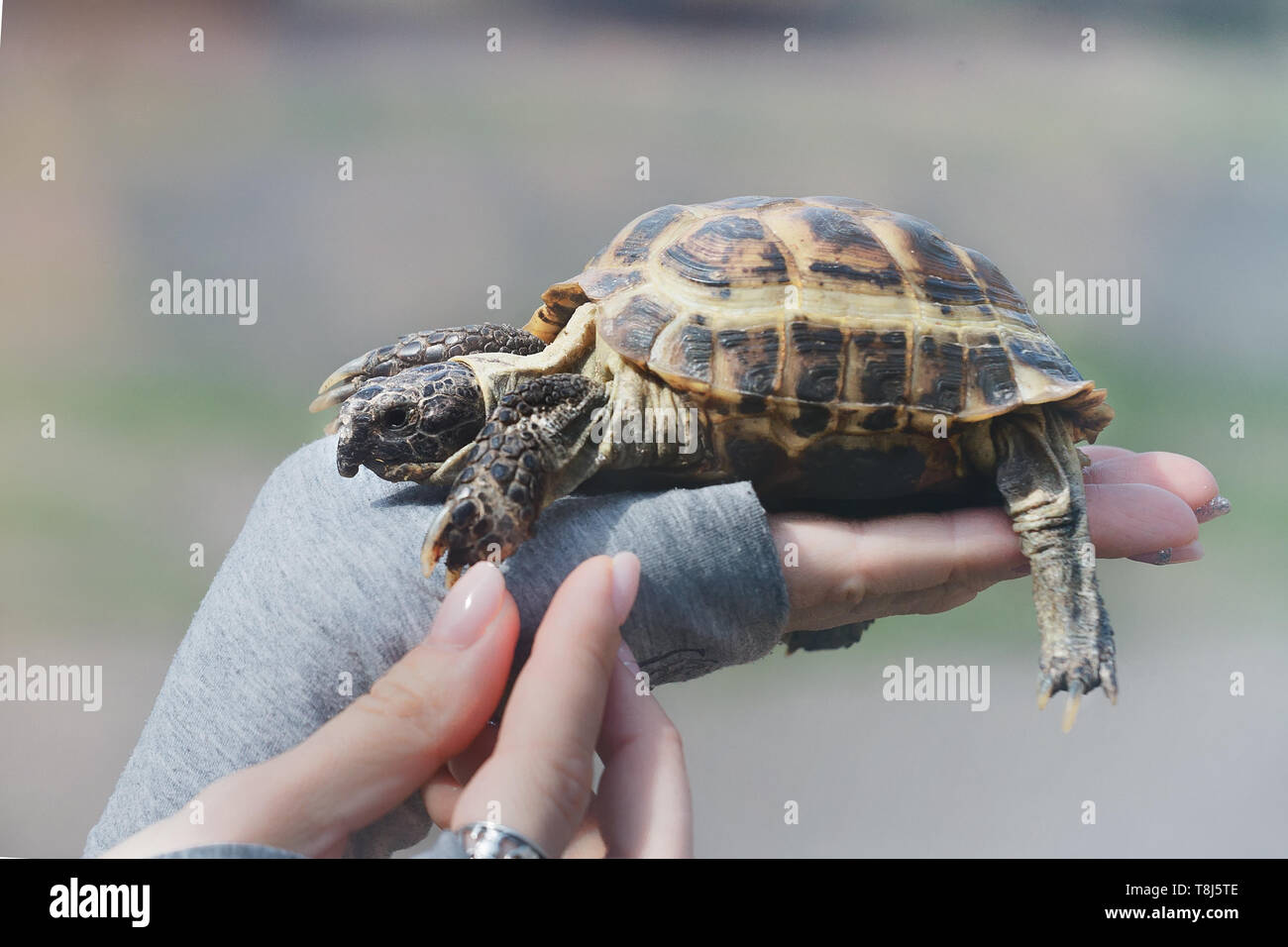 turtle on hand close up. The concept of human friendship with the ...