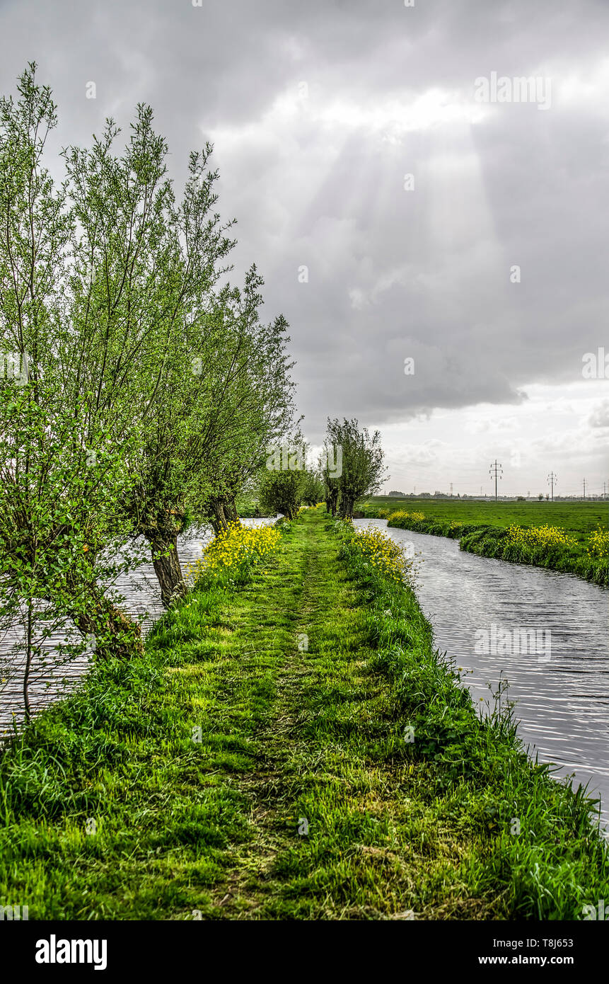 Narrow hiking path between two ditches, with pollard willows on one ...