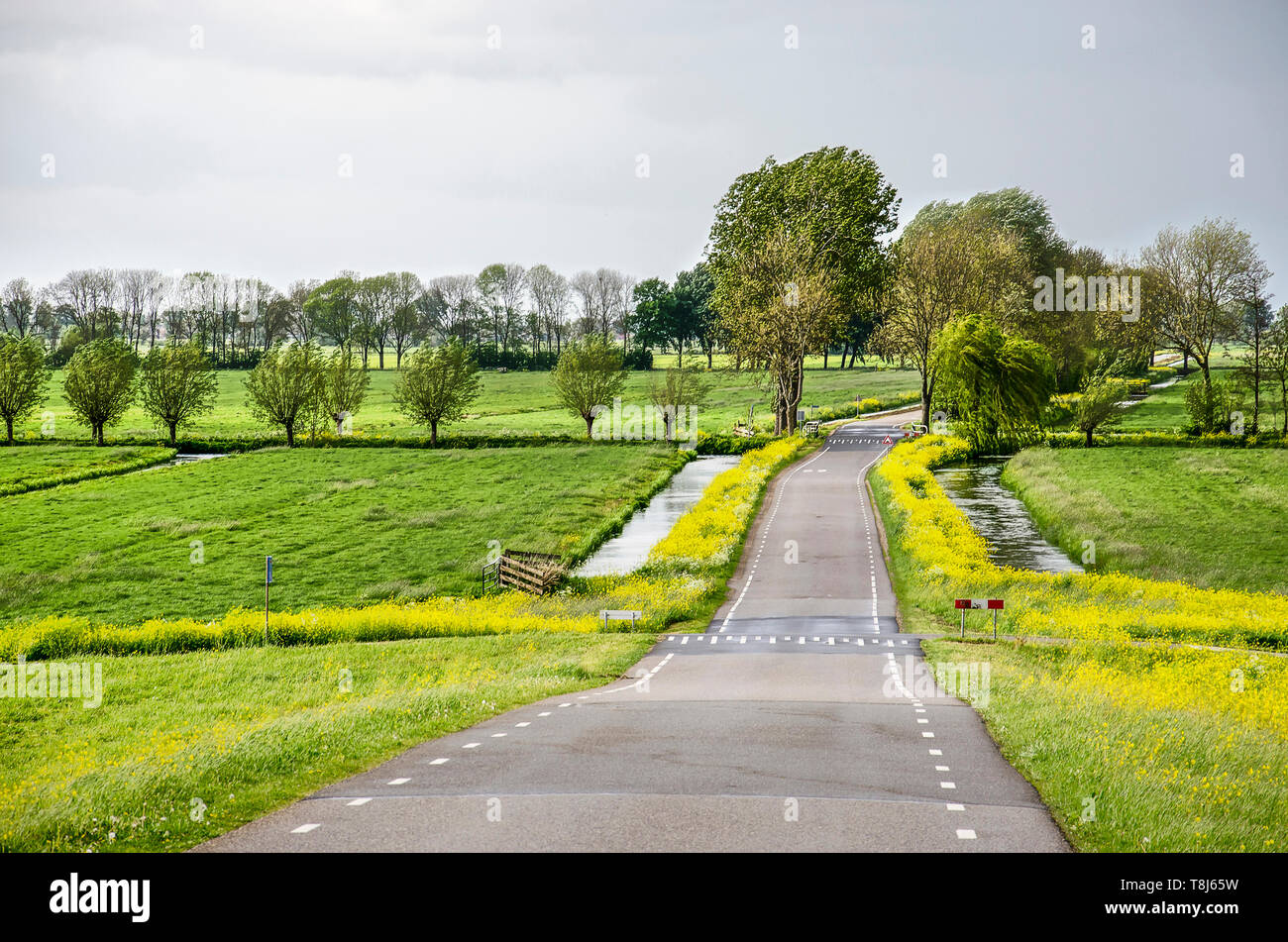 Single lane asphalt road in a landscape with pollard willows and other ...