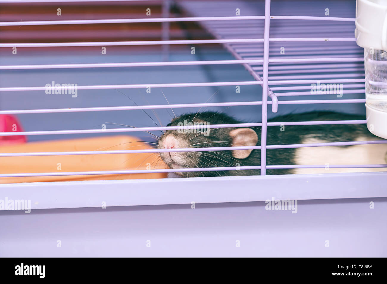 Home rat with a mustache sitting in a cage Stock Photo - Alamy