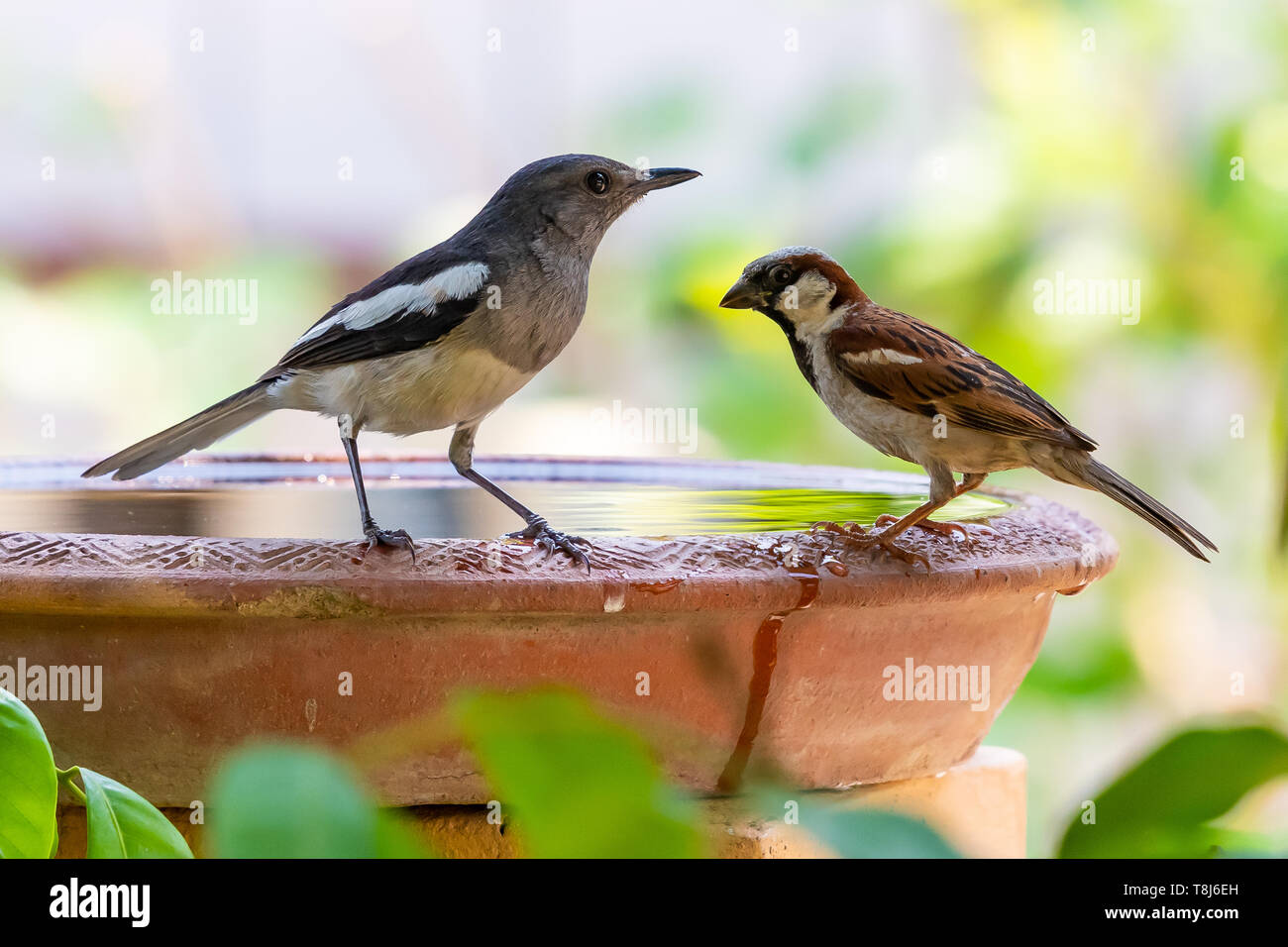 Female Oriental Magpie Robin and House Sparrow perching on clay bowl ...