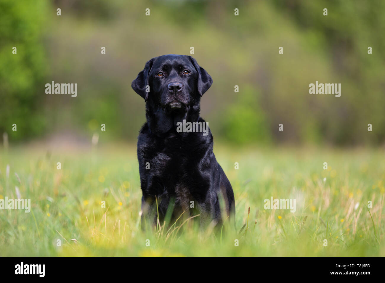 Working black labrador retriever hi-res stock photography and images ...