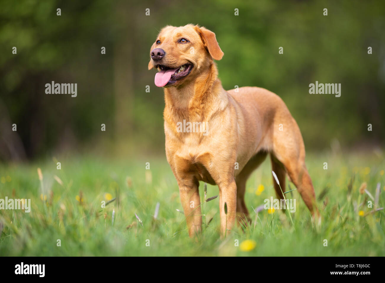A bright Labrador Retriever with a working line Stock Photo - Alamy