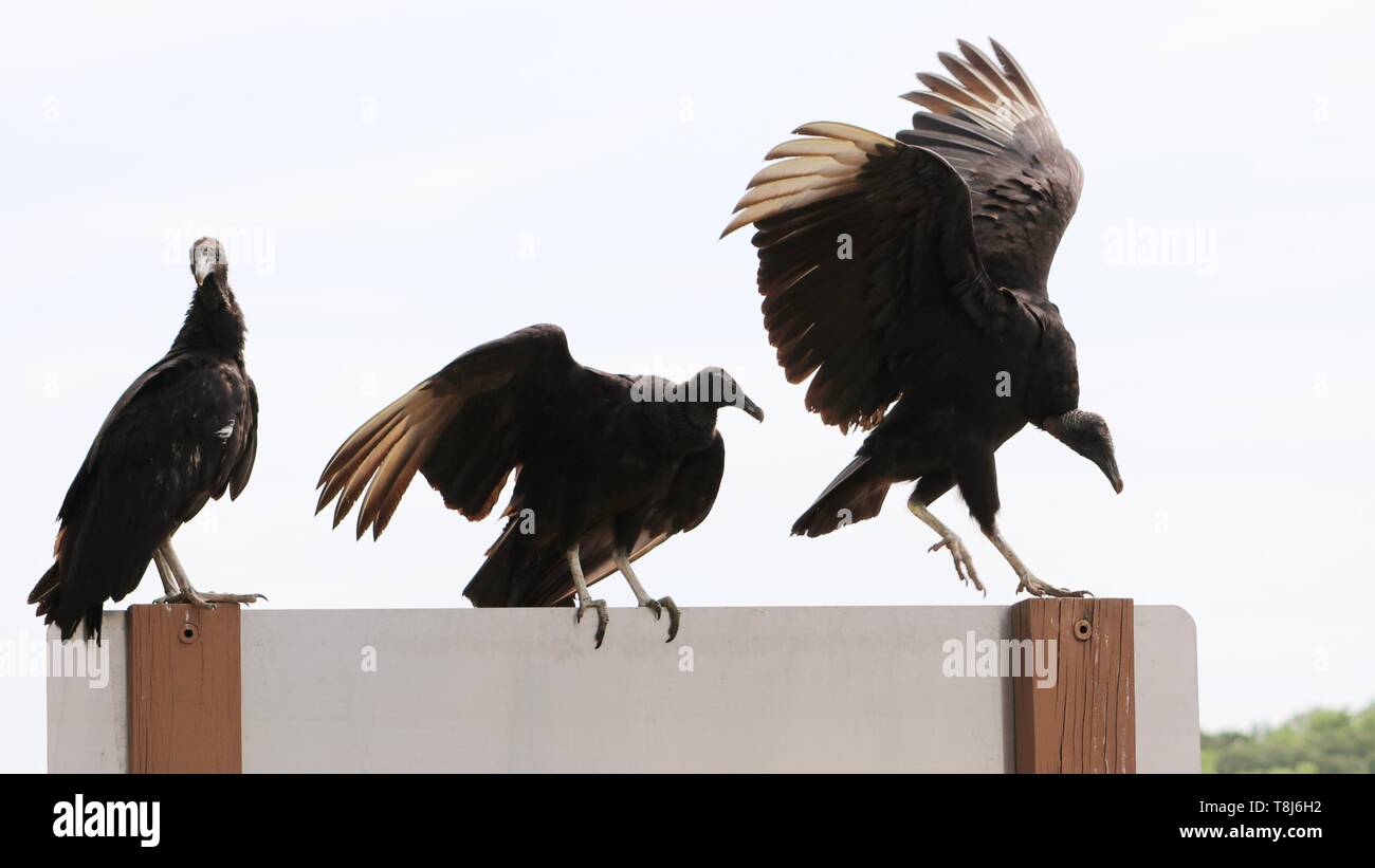 Virginia Vultures Vs Buzzards