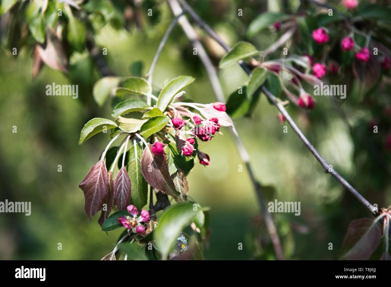 Apple tree fruit bud hi-res stock photography and images - Alamy