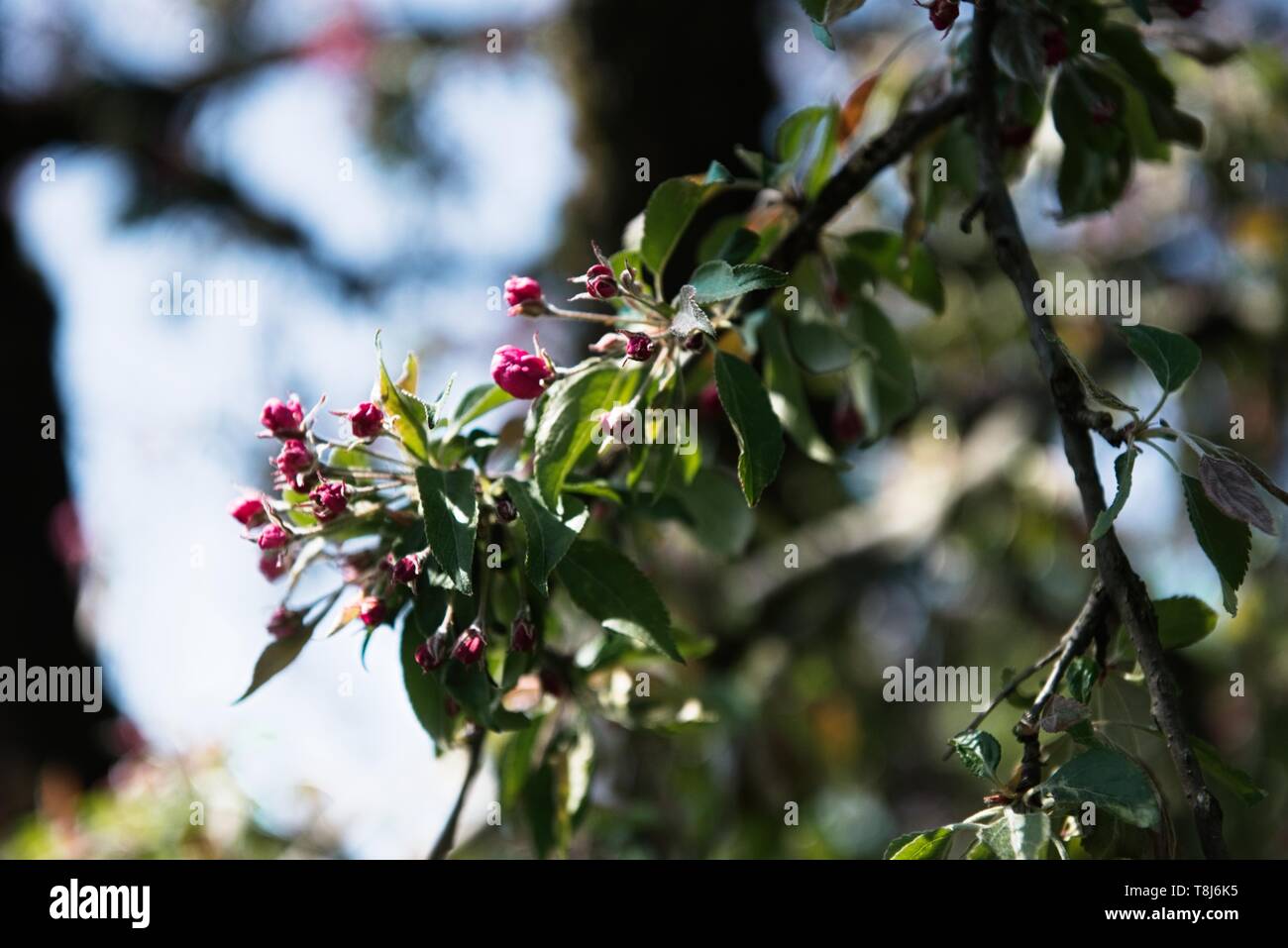 Apple tree fruit bud hi-res stock photography and images - Alamy