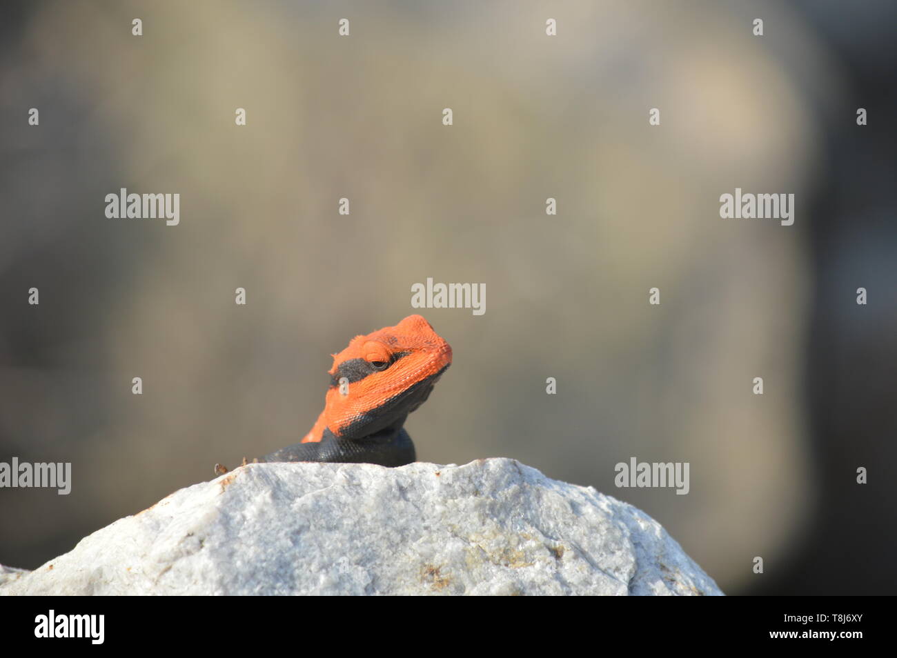 Peninsular rock agama male hi-res stock photography and images - Alamy
