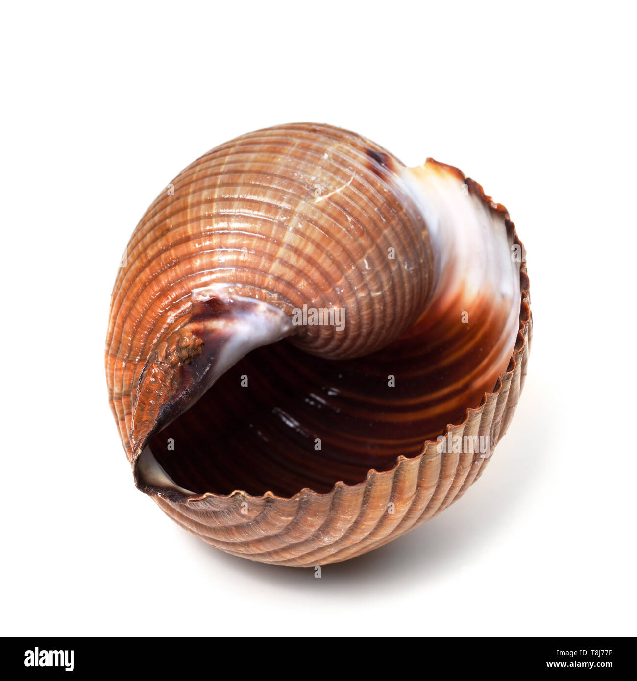 Giant sea snail hi-res stock photography and images - Alamy