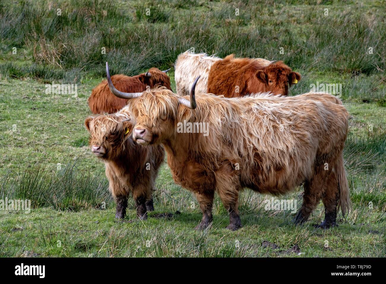 United Kingdom, Northern Ireland, Ulster, county Antrim, Highland cows ...