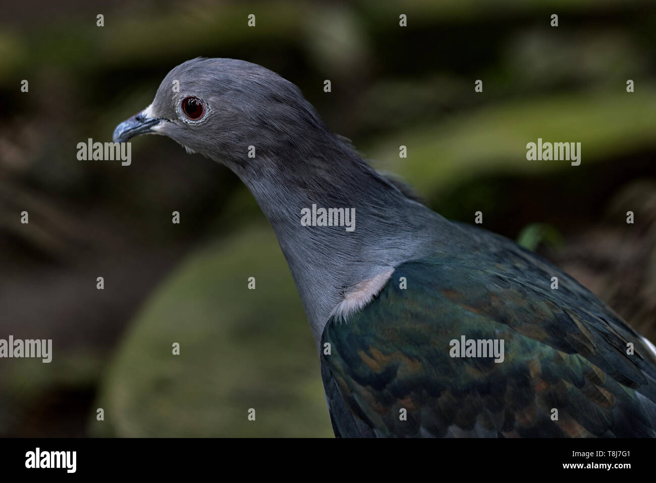 14-Aug-2007 GREEN IMPERIAL PIGEON [Ducula aenea ] Location: Alipore Zoo ...