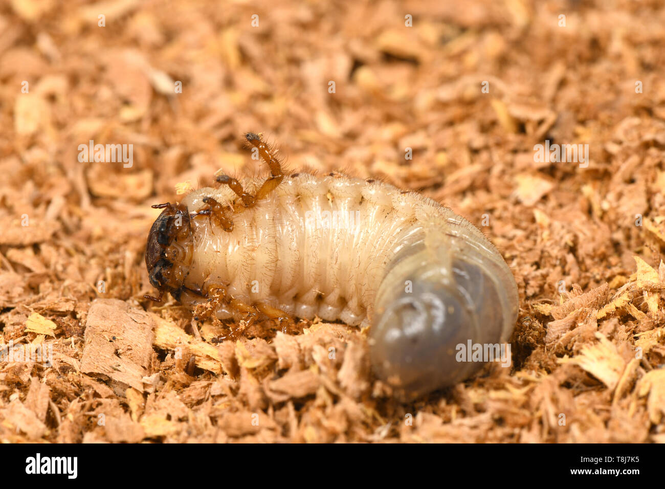 The larvae of the rhinoceros beetle (Oryctes nasicornis). Beetle larvae ...