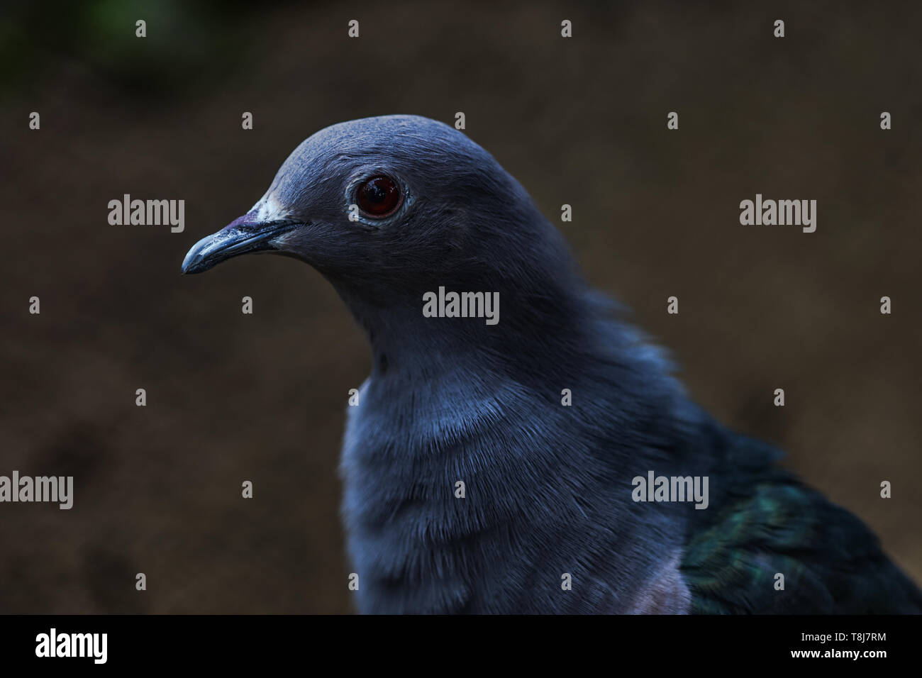 14-Aug-2007 GREEN IMPERIAL PIGEON [Ducula aenea ] Location: Alipore Zoo ...