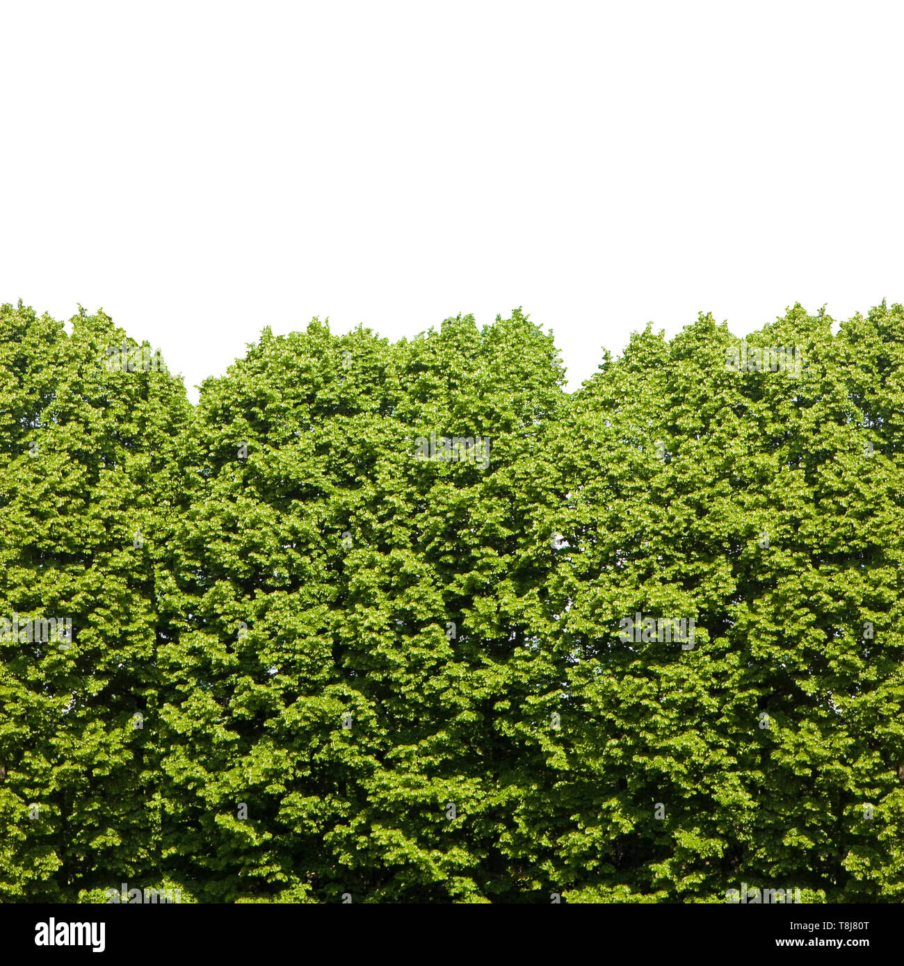 Green trees against a white background - seamless texture Stock Photo ...