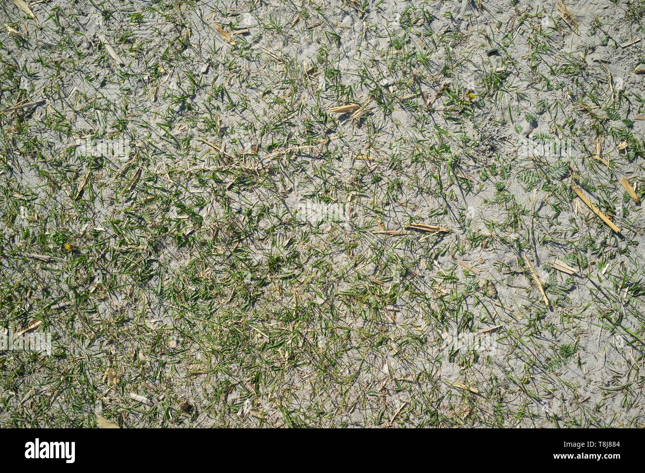 Sandy grass texture hi-res stock photography and images - Alamy