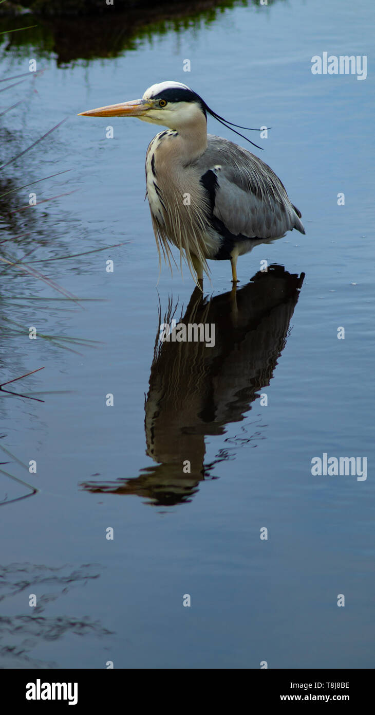 Large Grey Heron, Ardeidae, Single Bird Close Up, eyeline low angle ...