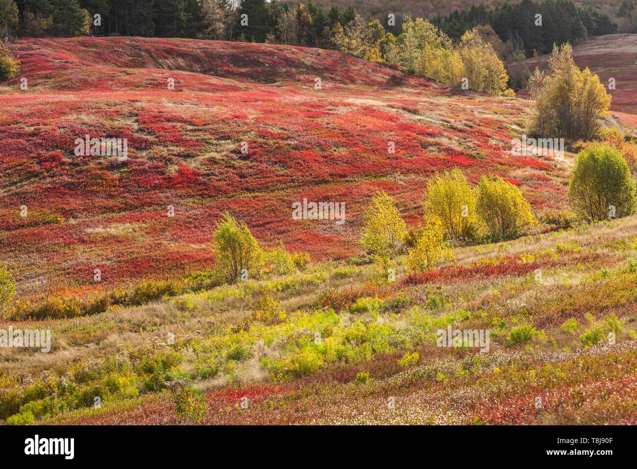 Canada, Nova Scotia, New Salem, autumnal fields Stock Photo - Alamy
