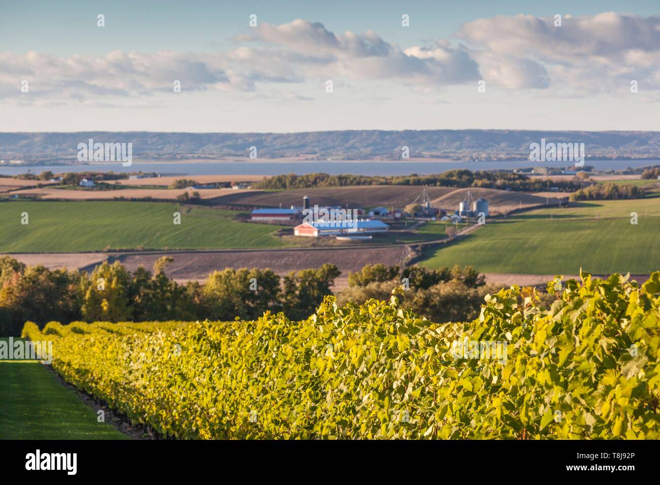 Canada, Nova Scotia, Annapolis Valley, Wolfville, a local vineyard ...
