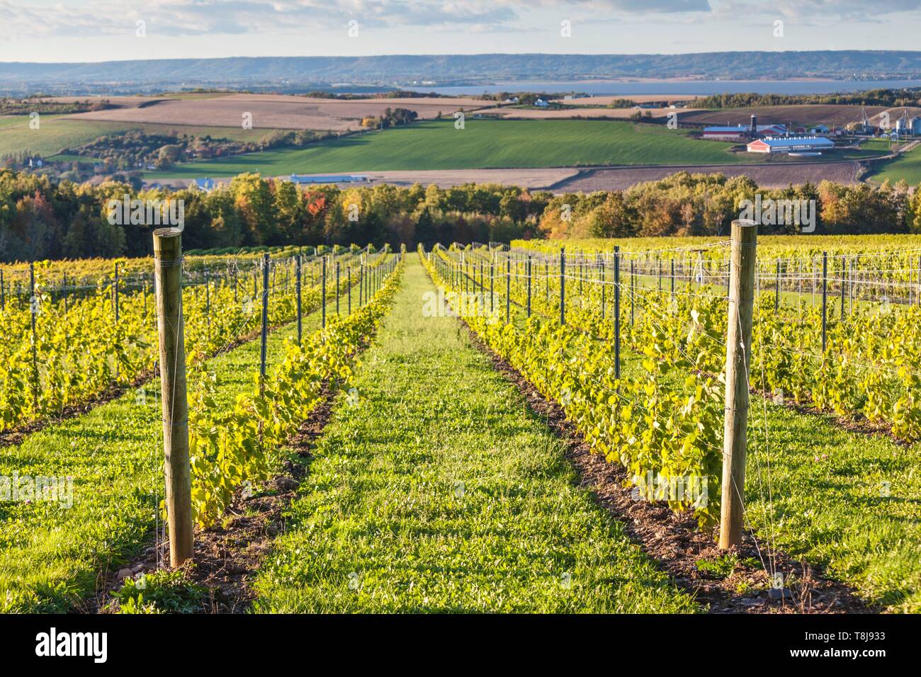 Annapolis valley nova scotia wine hi-res stock photography and images ...