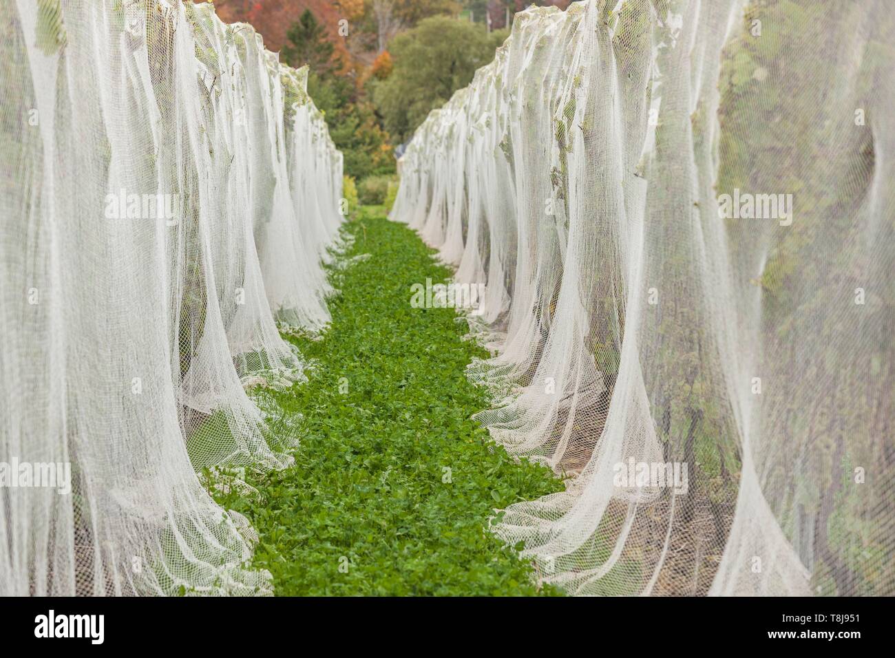 Bird damage hi-res stock photography and images - Alamy