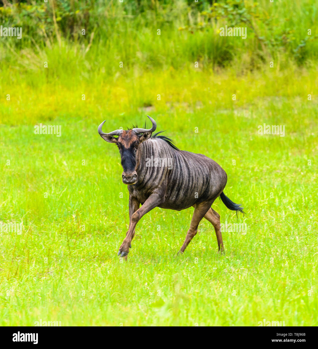adult Blue Wildebeest running, Malawi Stock Photo - Alamy