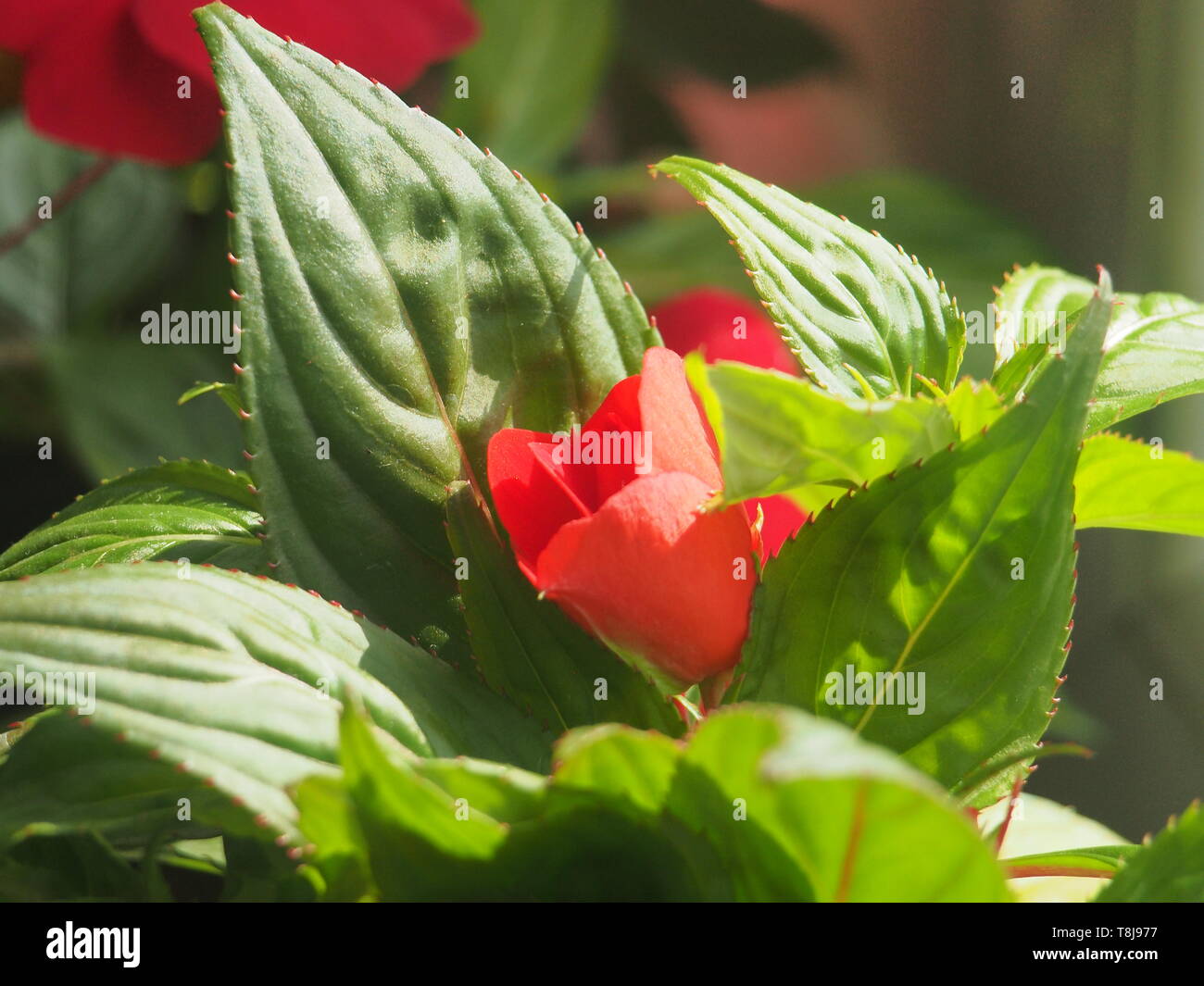 Red flower buds of the balsam. Flowering plants. Floriculture Stock ...