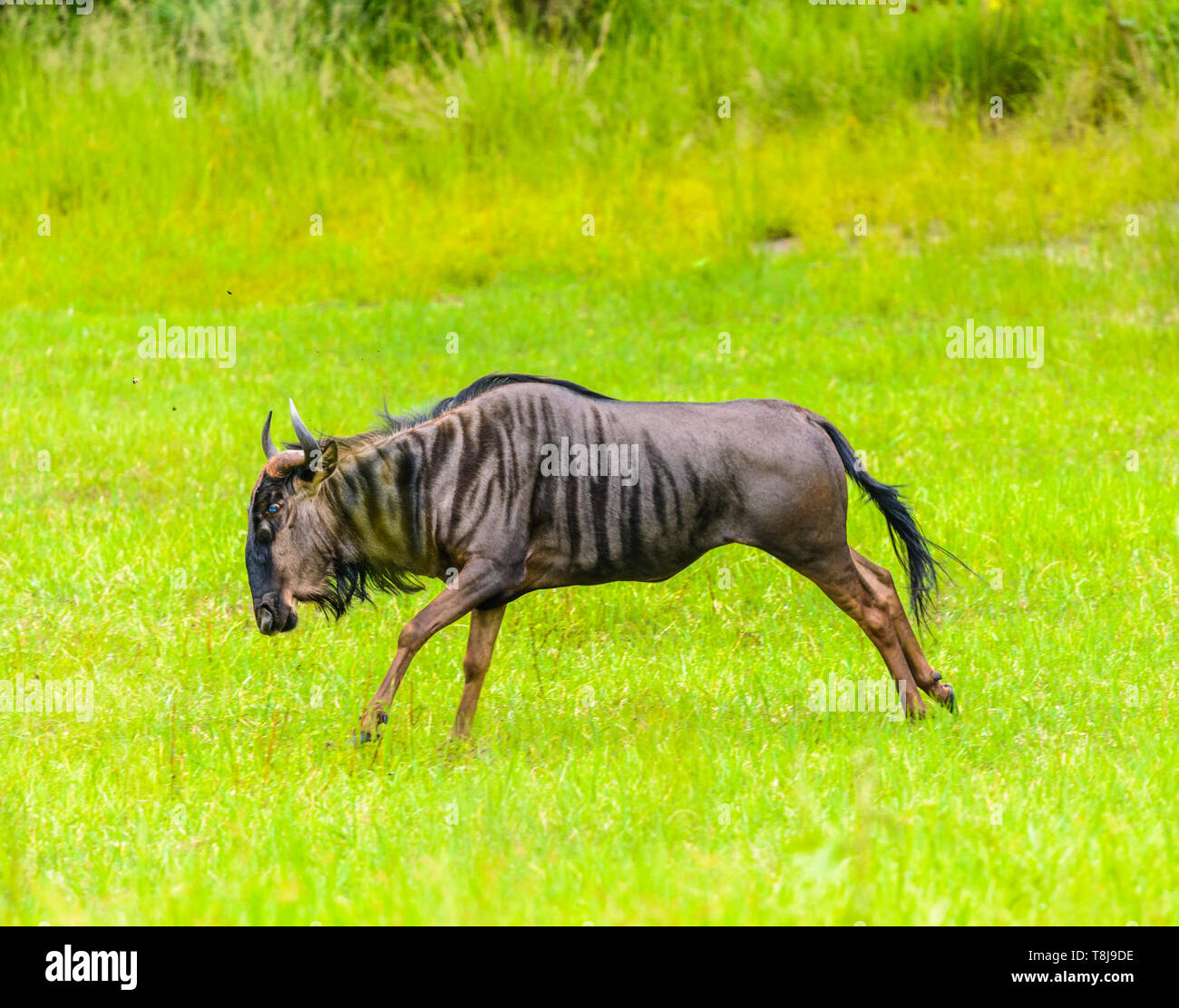 adult Blue Wildebeest running, Malawi Stock Photo - Alamy