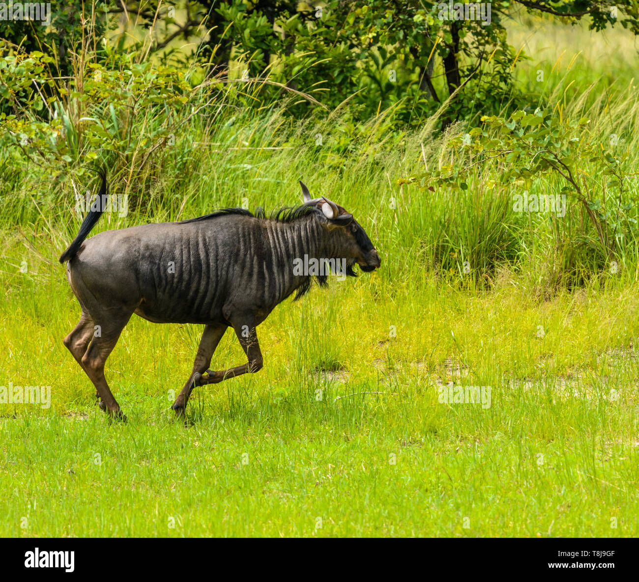 Blue wildebeest running hi-res stock photography and images - Alamy