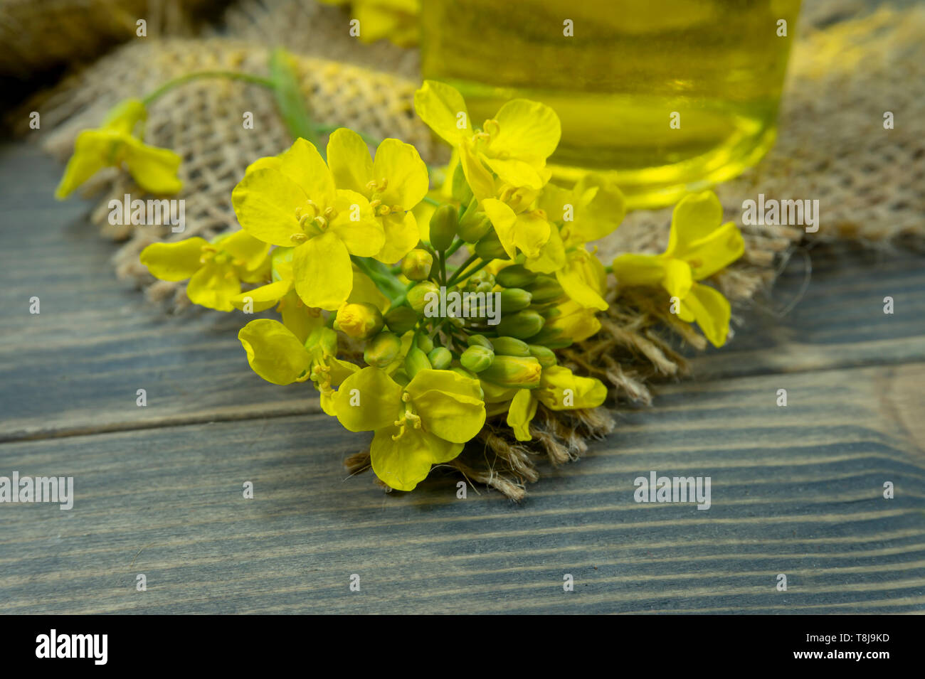 Yellow canola or rapeseed flowers with a small glass decanter of oil on ...