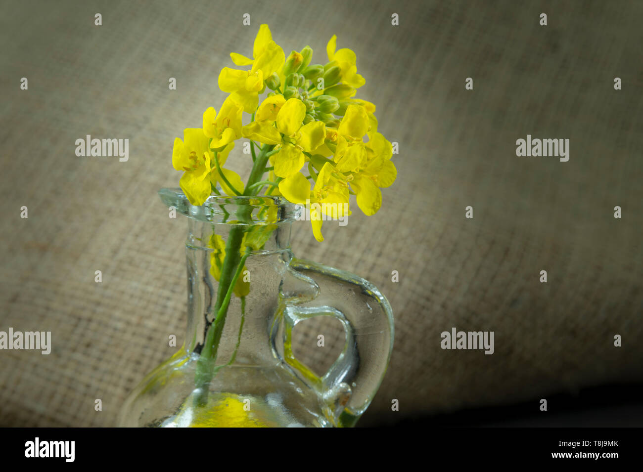 Yellow canola or rapeseed flowers with a small glass decanter of oil on ...