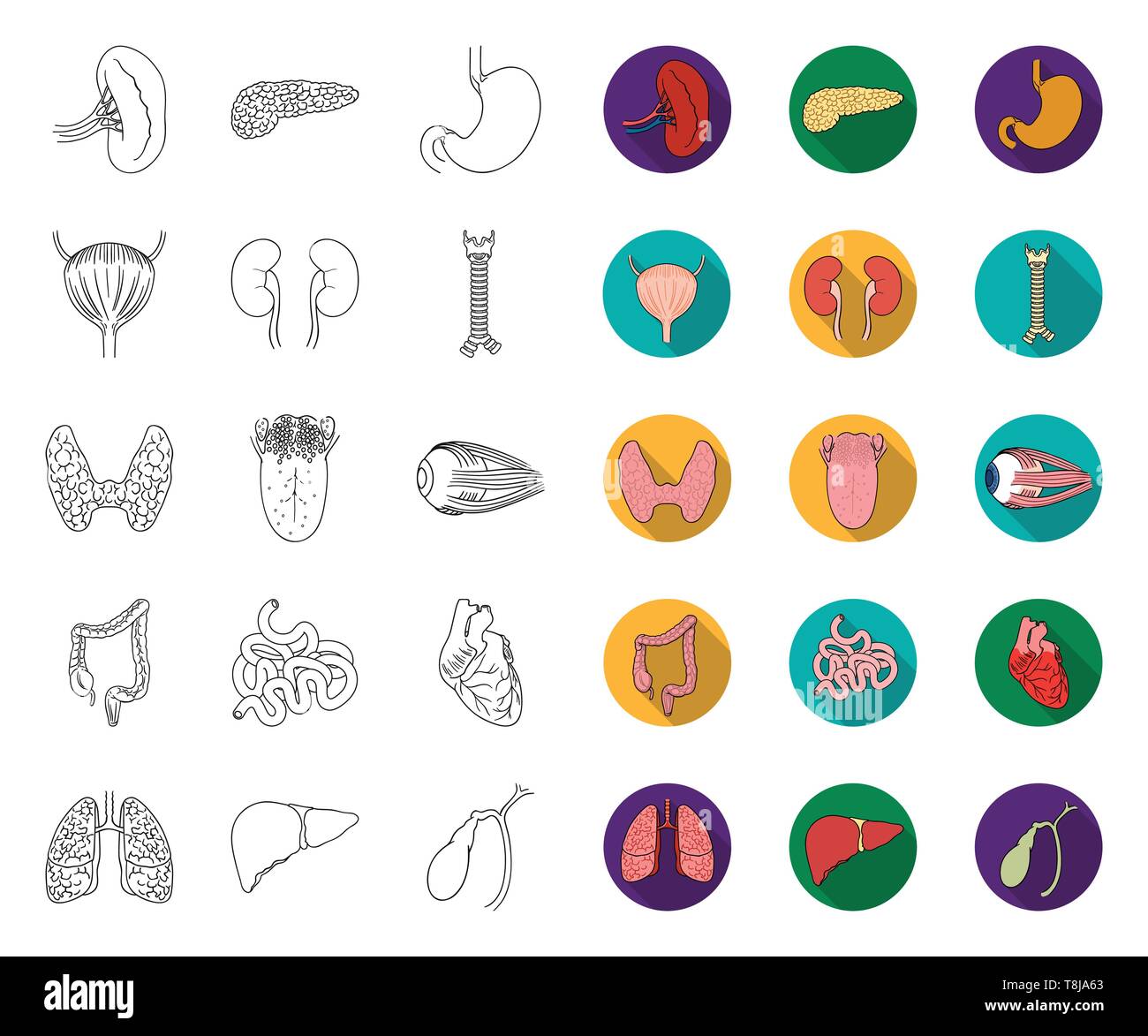 Human organs outline,flat icons in set collection for design. Anatomy ...