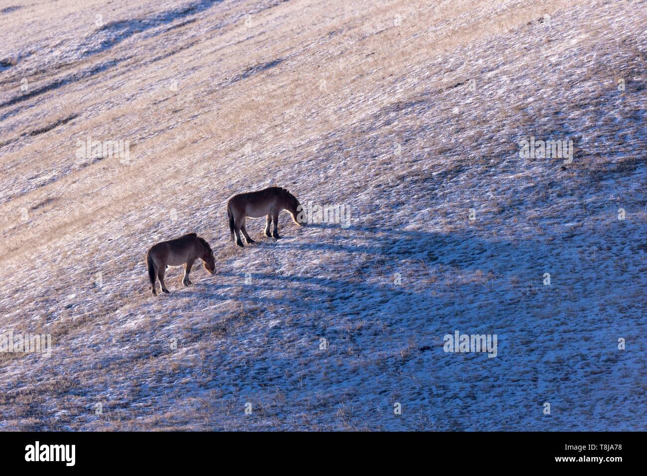 Przewalskis horse wild horse mongolia wildlife hi-res stock photography ...