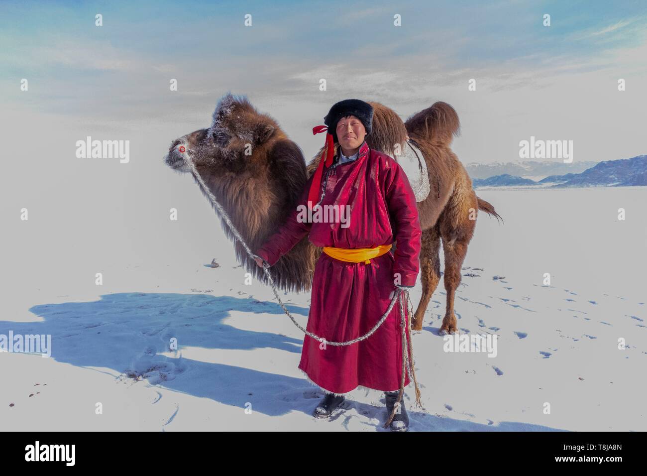 Mongolia, West Mongolia, Altai mountains, Kanhman village, Bactrian ...