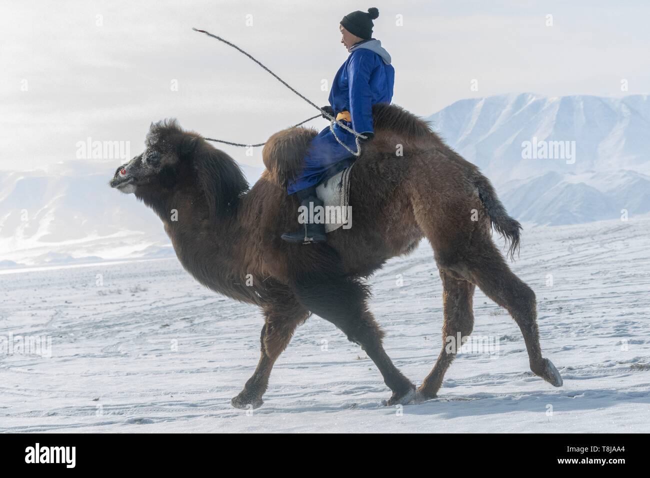 Mongolia, West Mongolia, Altai mountains, Kanhman village, Bactrian ...