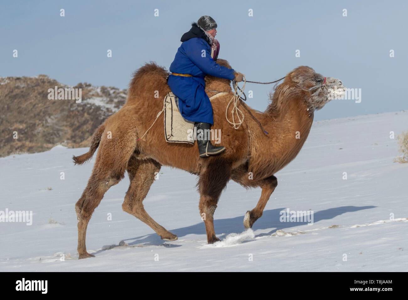 Mongolia, West Mongolia, Altai mountains, Kanhman village, Bactrian ...