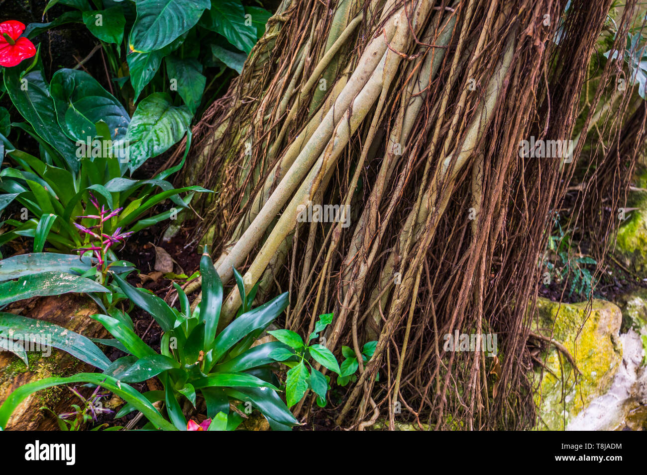 Over grown roots hi-res stock photography and images - Alamy