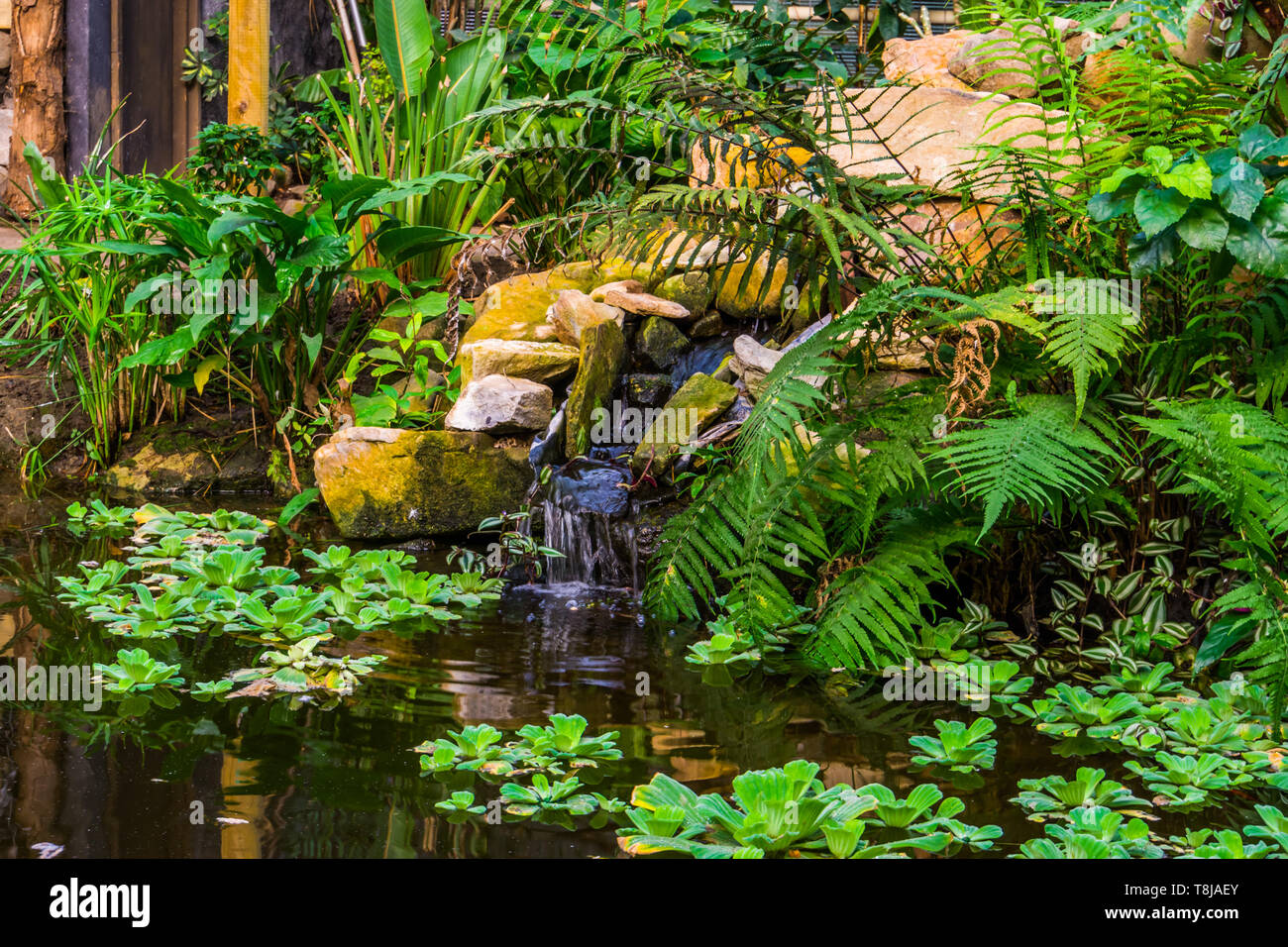 beautiful garden architecture, water pond with a waterfall and tropical plants, nature ...