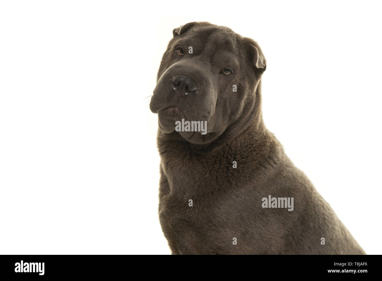 Portrait of a grey Shar-pei dog looking at the camera isolated on a ...