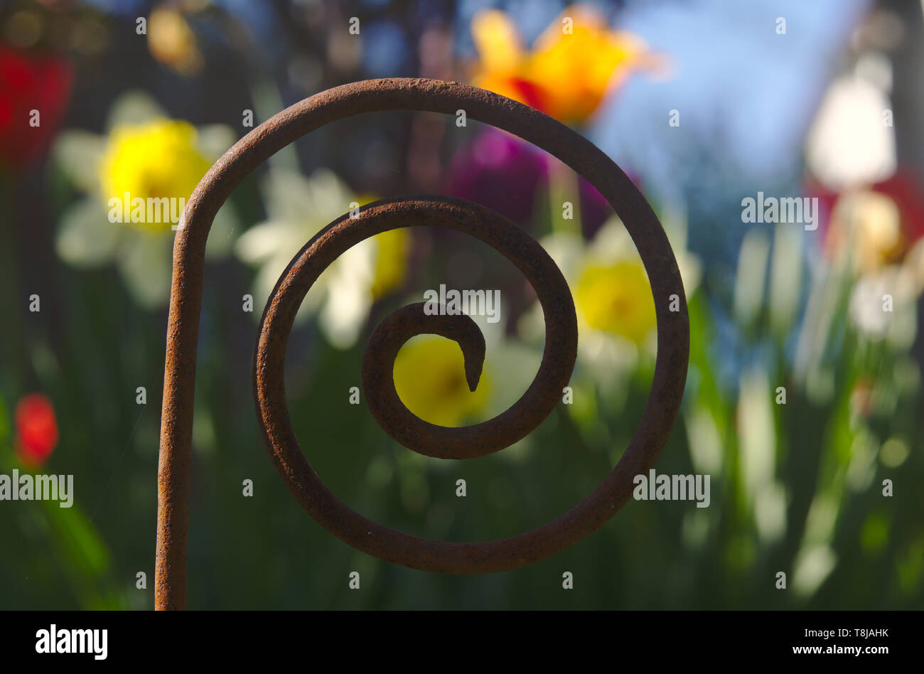 Spiral of flowers hi-res stock photography and images - Alamy