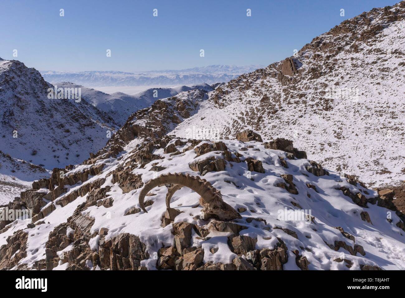 Mongolia, West Mongolia, Altai mountains, Valley with head skeleton of ...