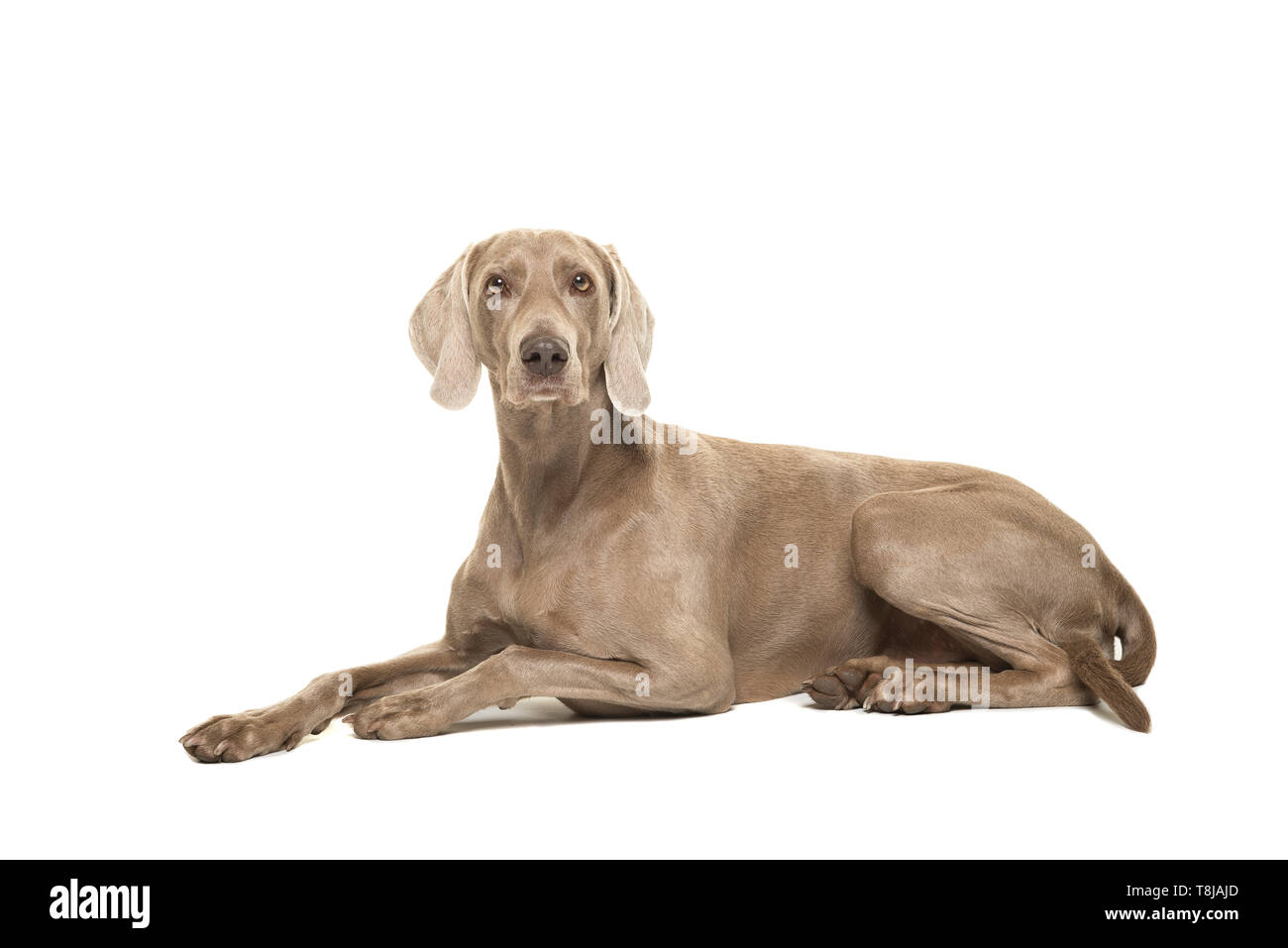 Weimaraner dog lying down looking at the camera seen from the side ...