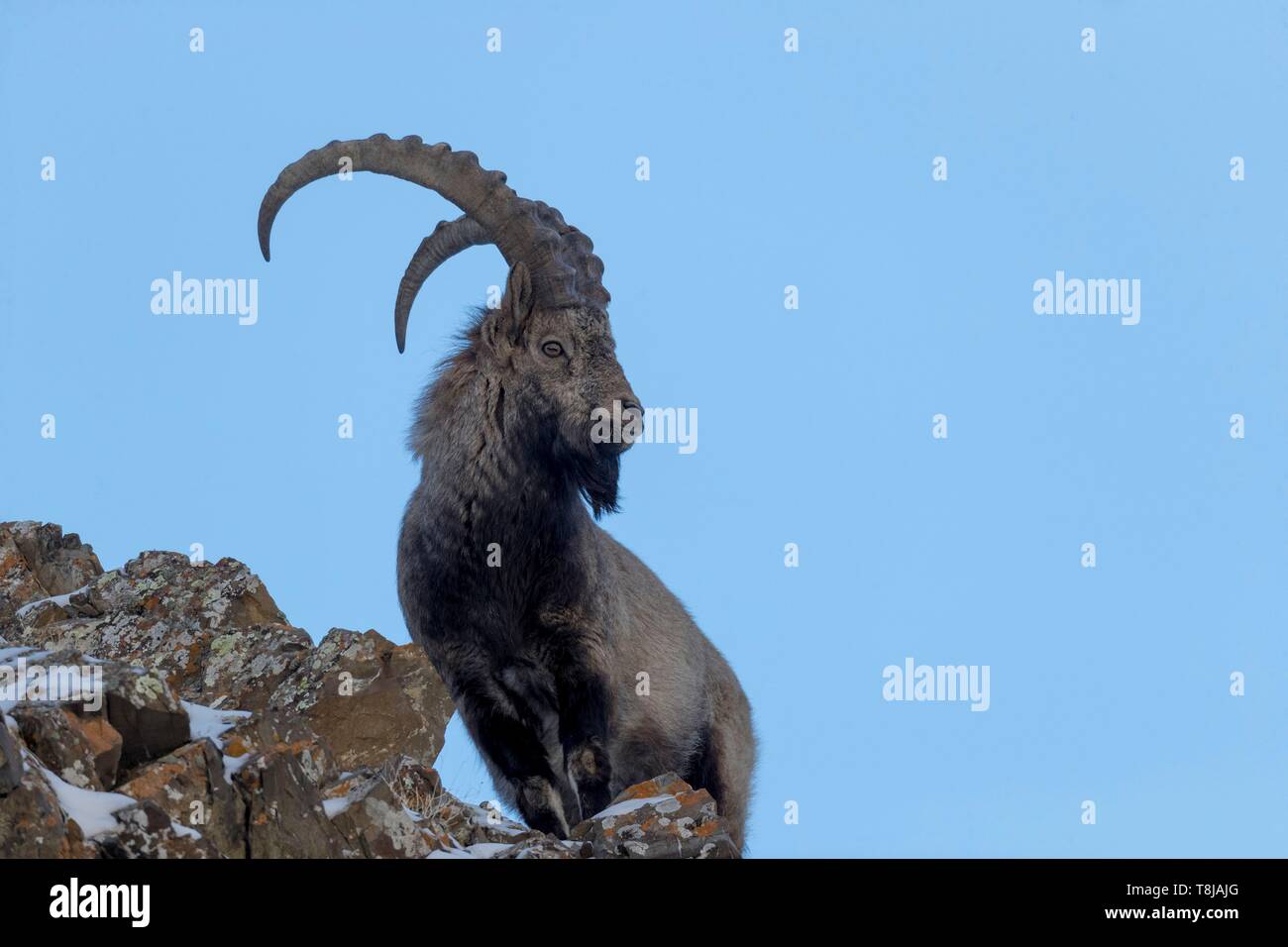 Mongolia, West Mongolia, Altai mountains, Siberian ibex (Capra sibirica ...