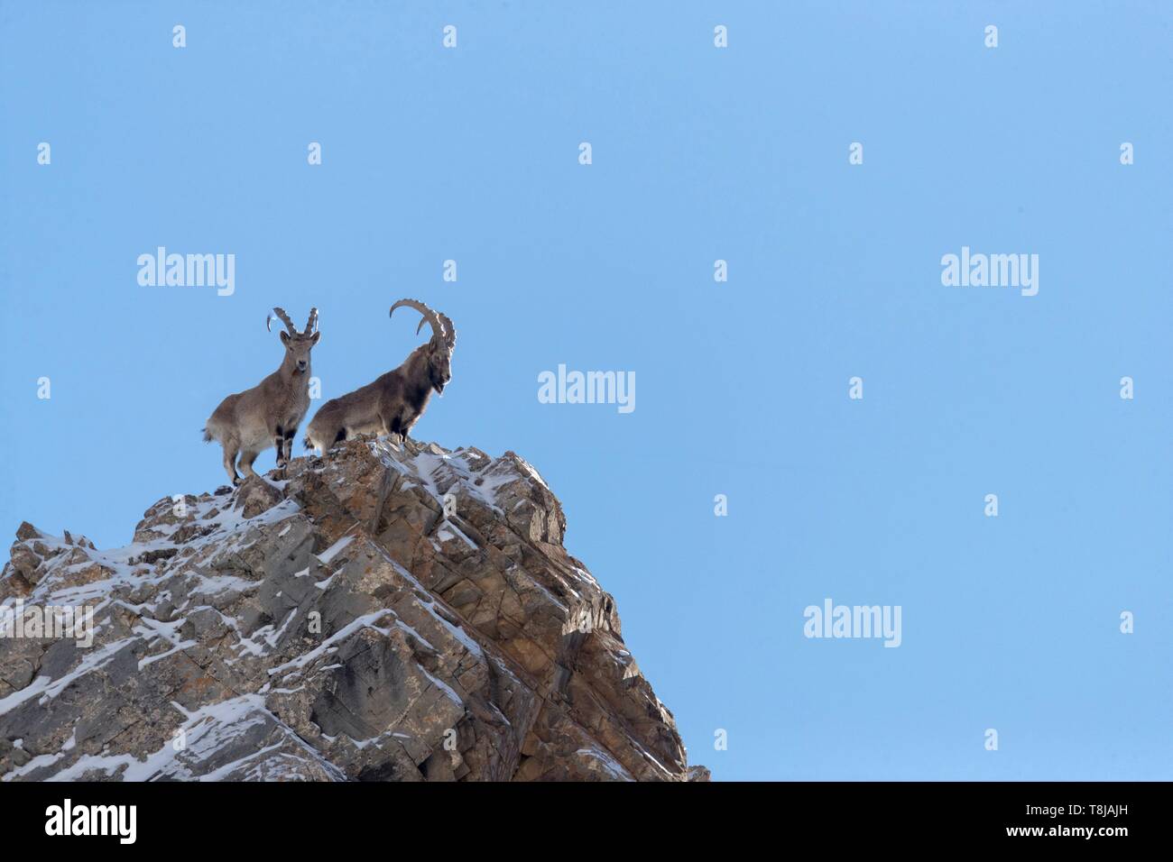 Altai ibex capra sibirica sibirica hi-res stock photography and images ...