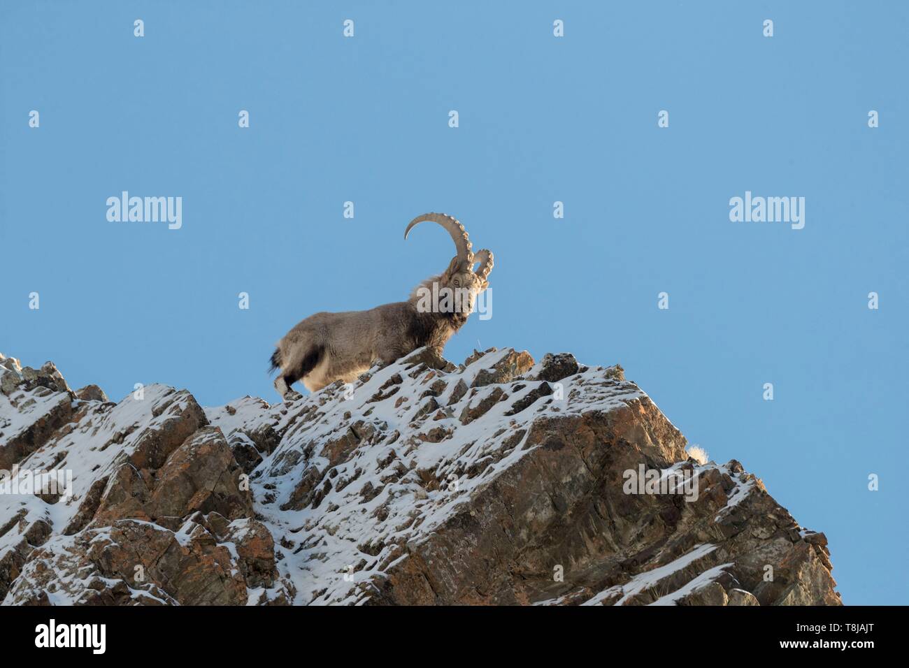 Mongolia, West Mongolia, Altai mountains, Siberian ibex (Capra sibirica ...