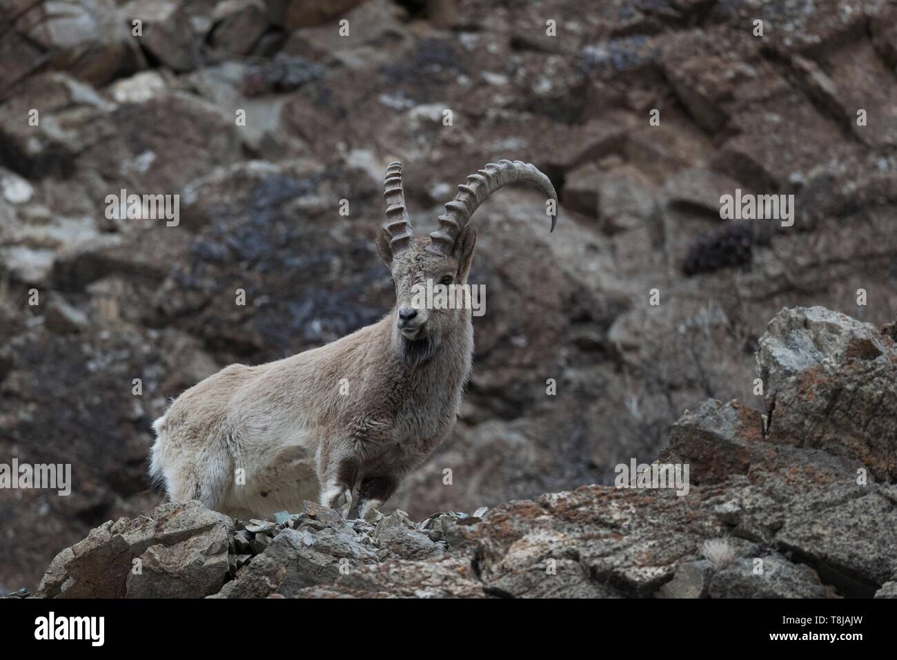 Siberian ibex capra sibirica hi-res stock photography and images - Alamy