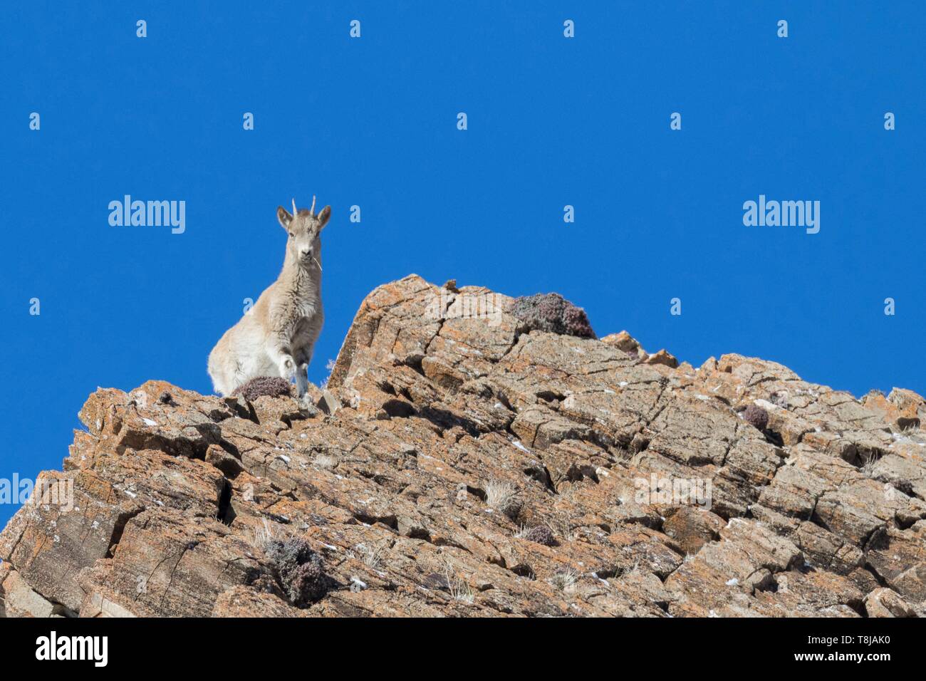 Altai Ibex Capra Sibirica Sibirica High Resolution Stock Photography ...