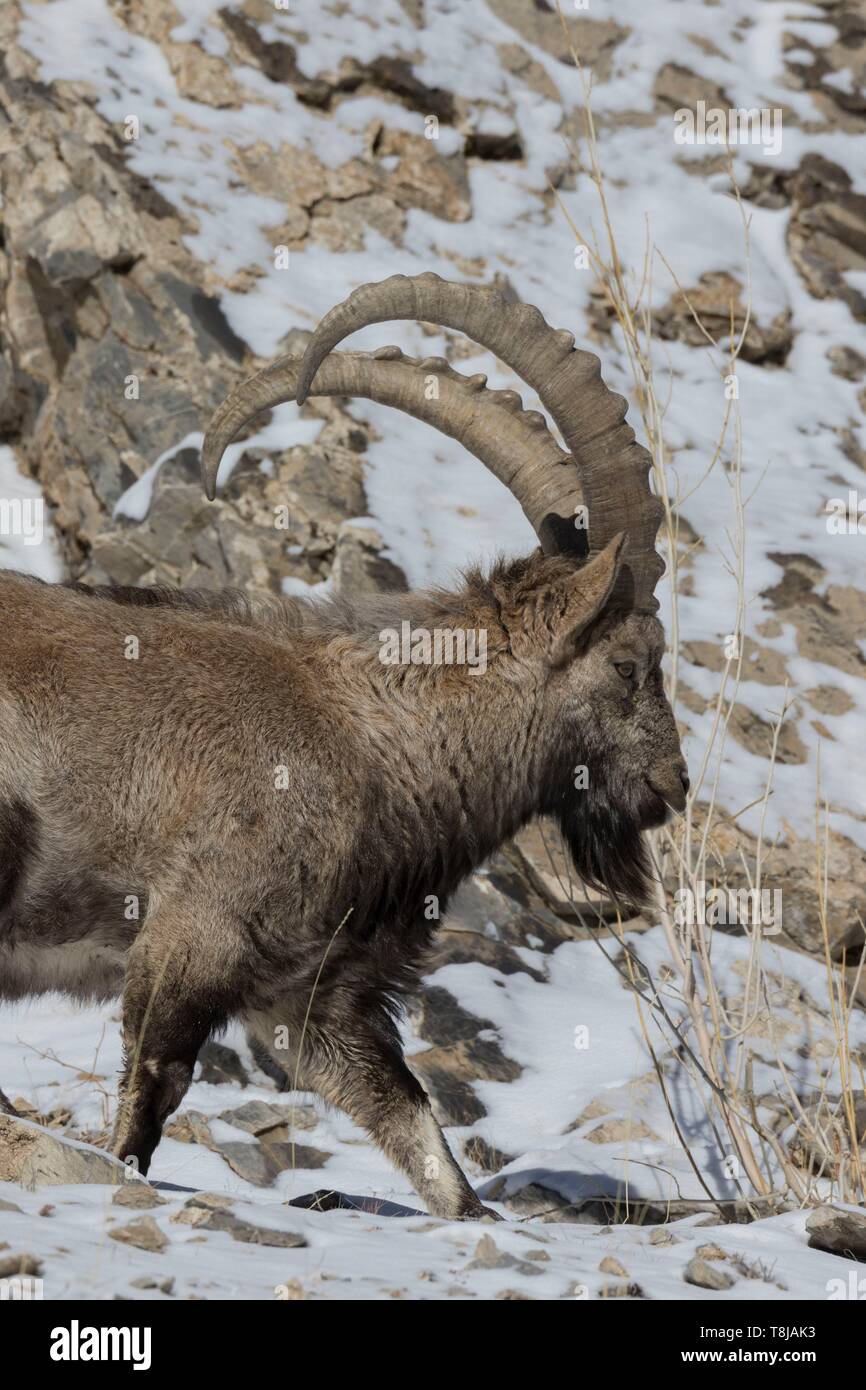Mongolia, West Mongolia, Altai mountains, Siberian ibex (Capra sibirica ...