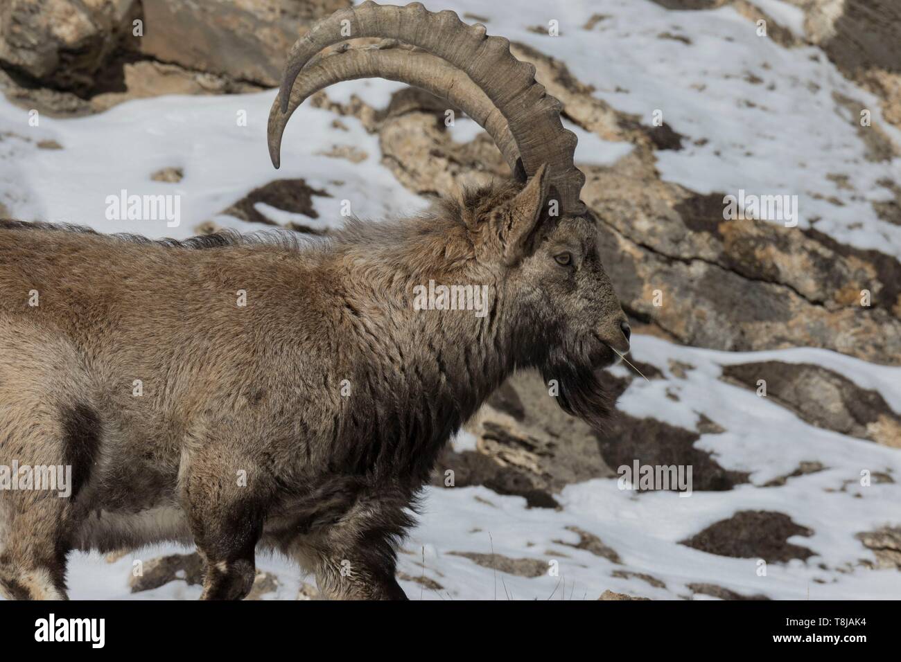 Siberian ibex capra sibirica hi-res stock photography and images - Alamy
